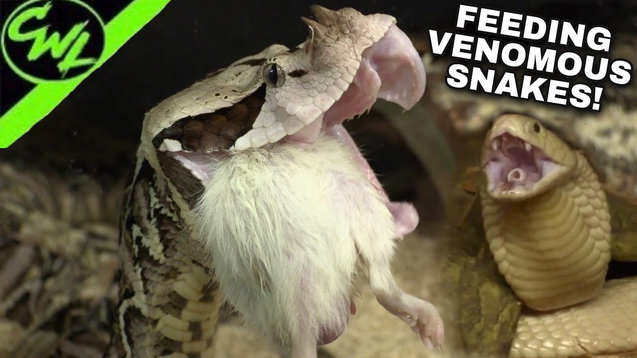 FEEDING GABOON VIPERS!!! - YouTube