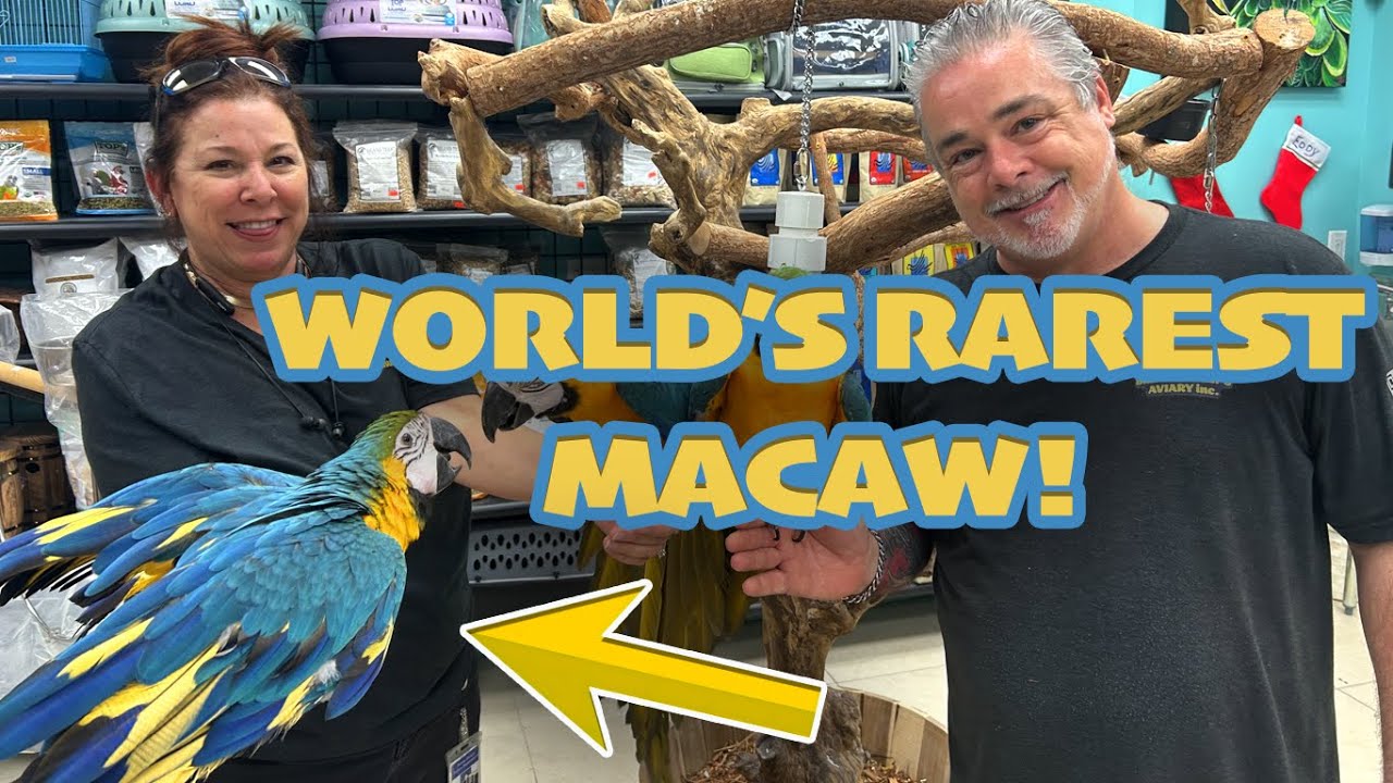 One of the Rarest Macaws Found in Florida-Pied Blue and Gold Macaw ...