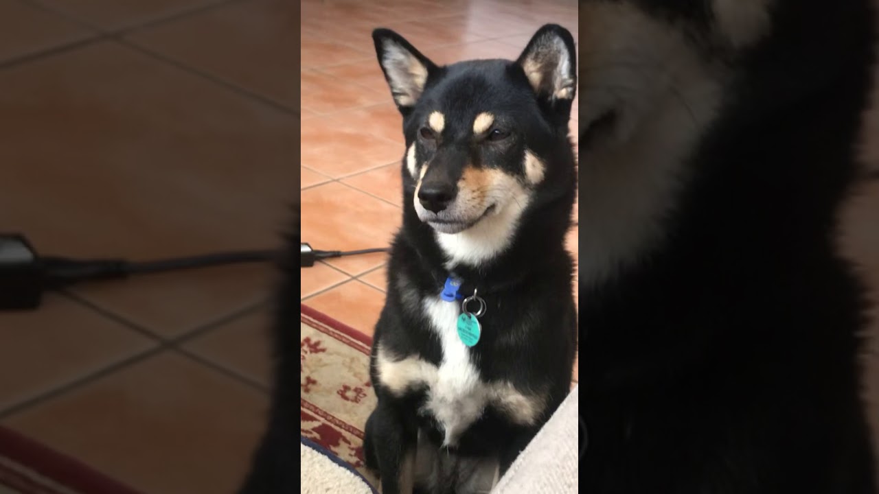 Hm dog - YouTube
