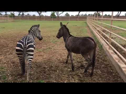 cruza de un burro y una cebra