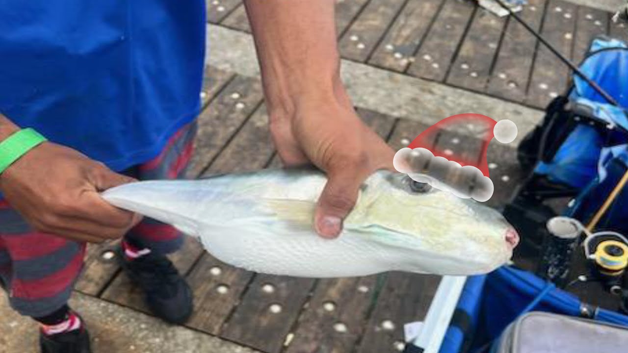 MOST DANGEROUS saltwater fish to EAT. DANIA BEACH SALTWATER FISHING ...