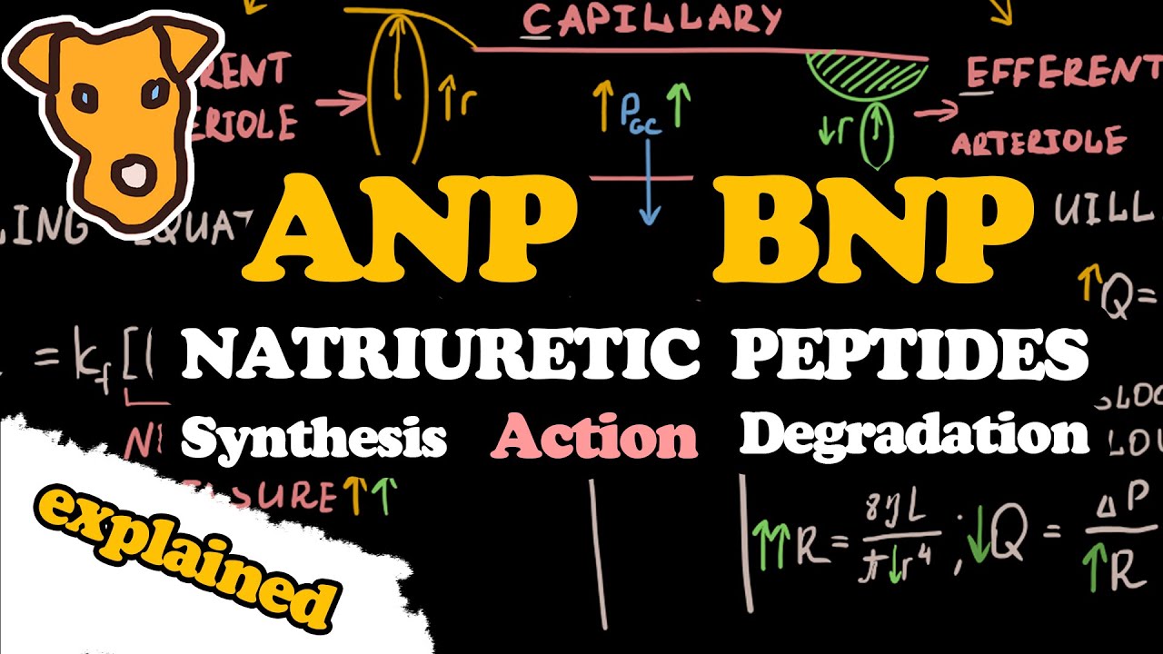 NATRIURETIC PEPTIDES. ANP, BNP. Synthesis, Action, Degradation. - YouTube
