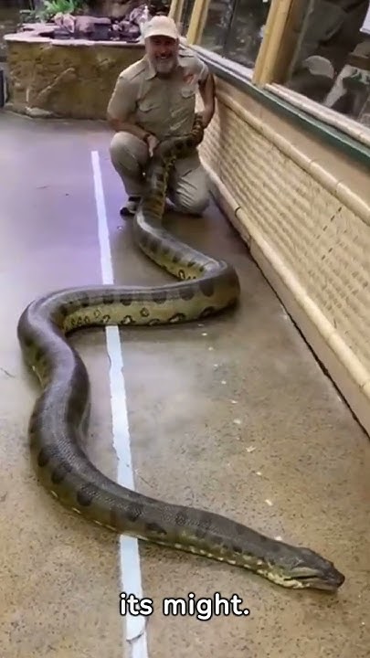 Anaconda vs Saltwater Crocodile - YouTube