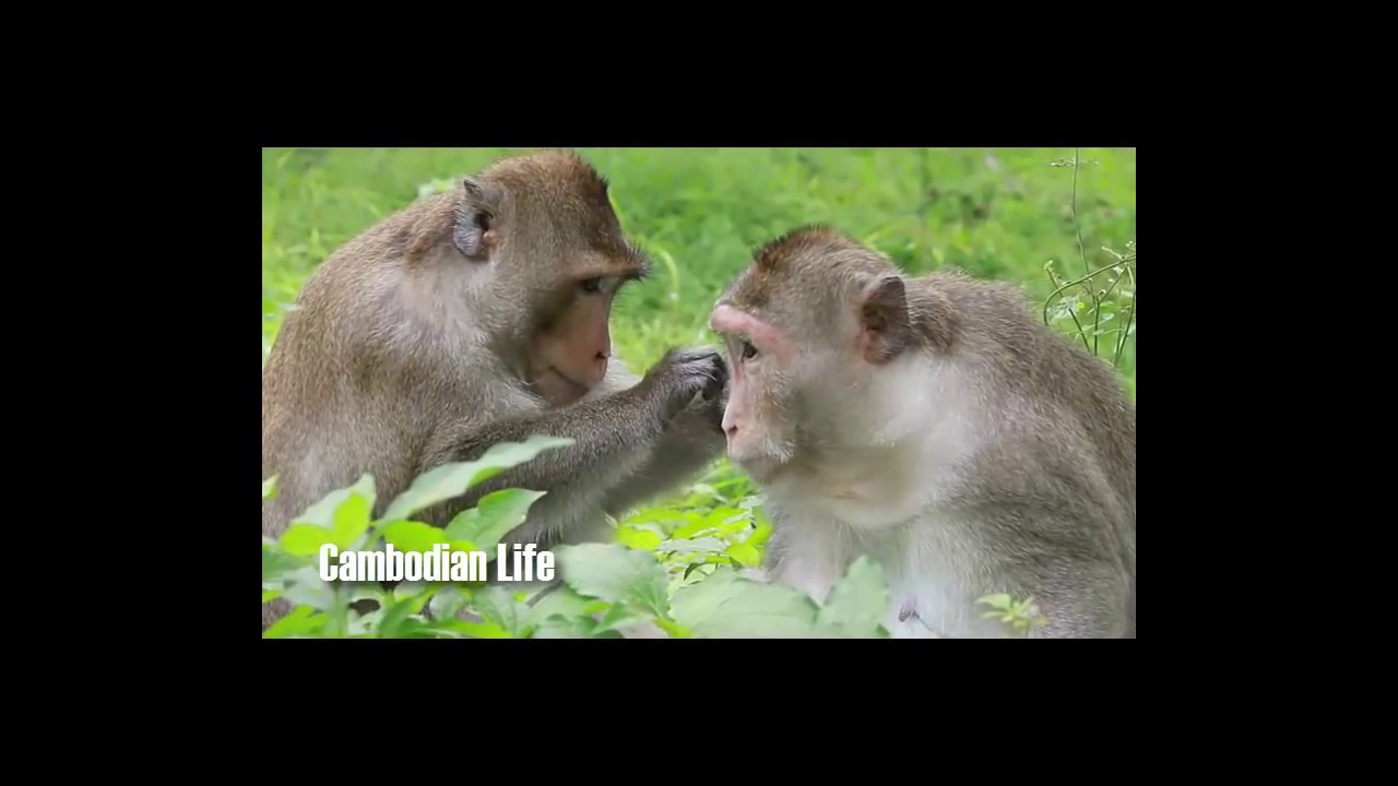 Monkey Meeting tourist - Amazing monkey meeting tourist at angkor wat ...