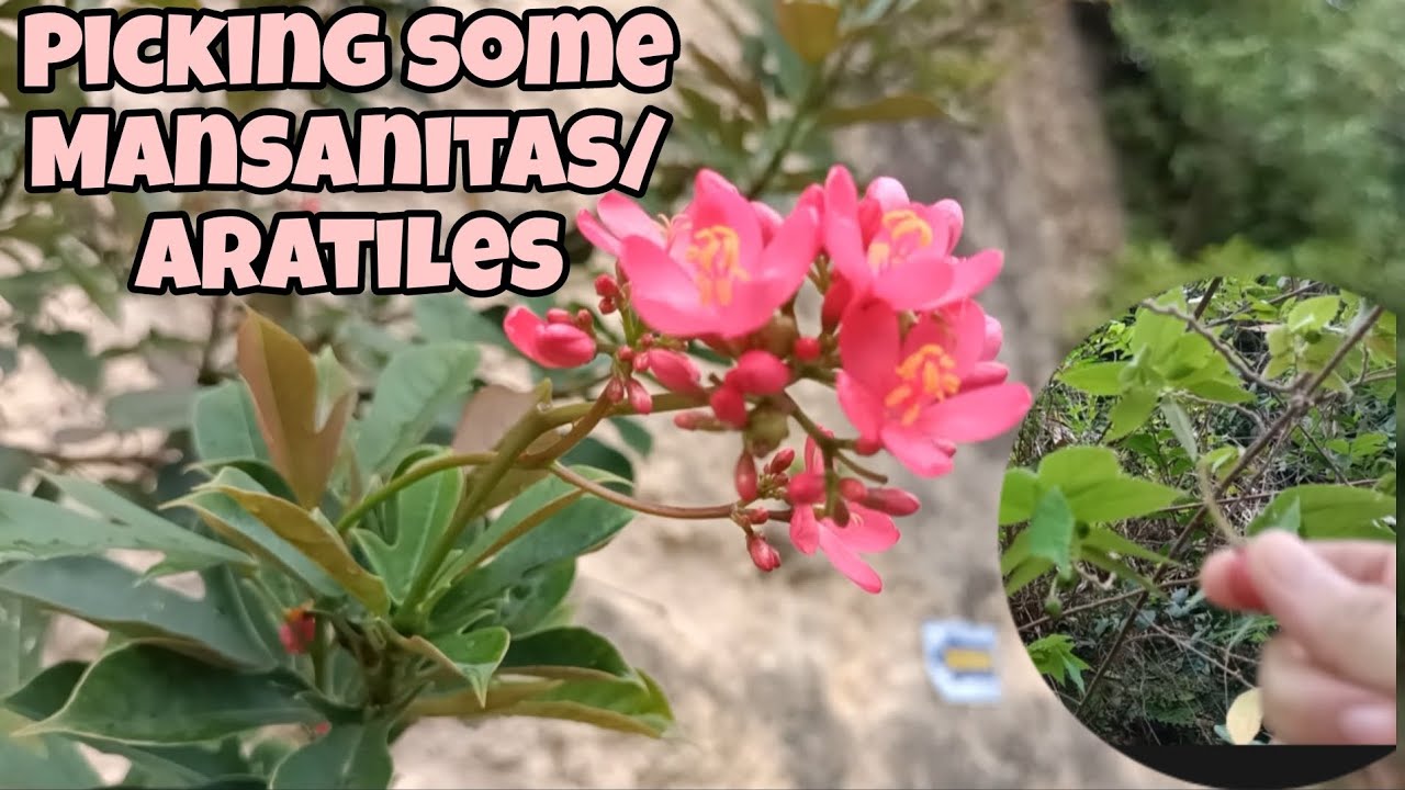 I saw lovely flower beside the road |Healthy benefits of Aratiles ...