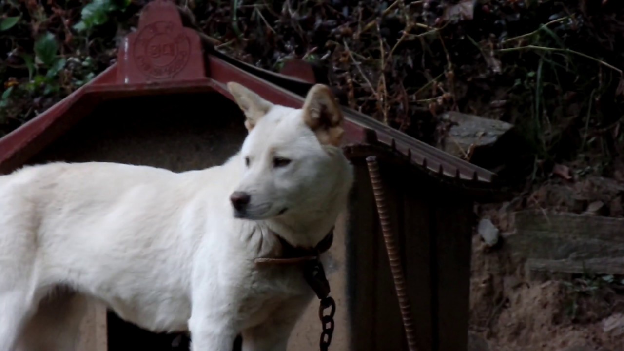 귀여운 아기진돗개와 진돗개 엄마와의 만남,Baby Jindo Dog.. . Jeonju . 全州市..North Jeolla ...