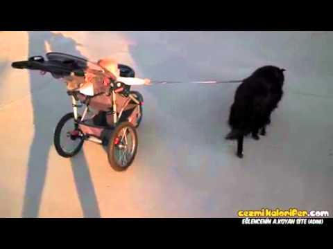 Köpeğini Gezdiren Bebek:)