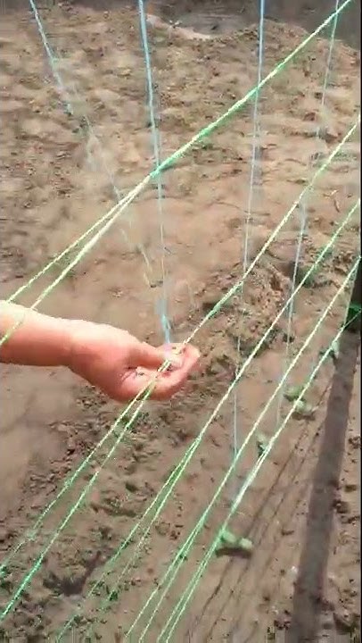 Чтобы огурцы росли ввысь и занимали мало места! Делаем шпалеры-решетки ...