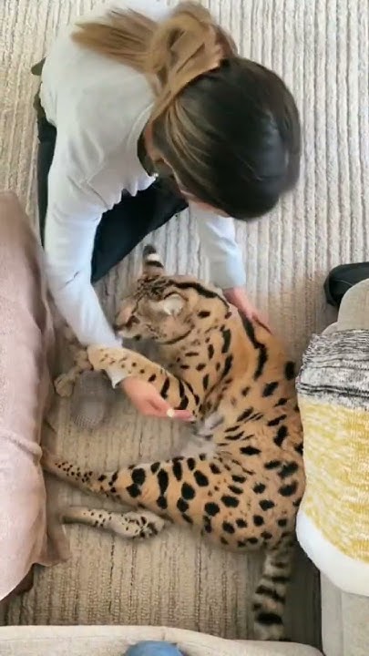 Playing with a Serval! - YouTube