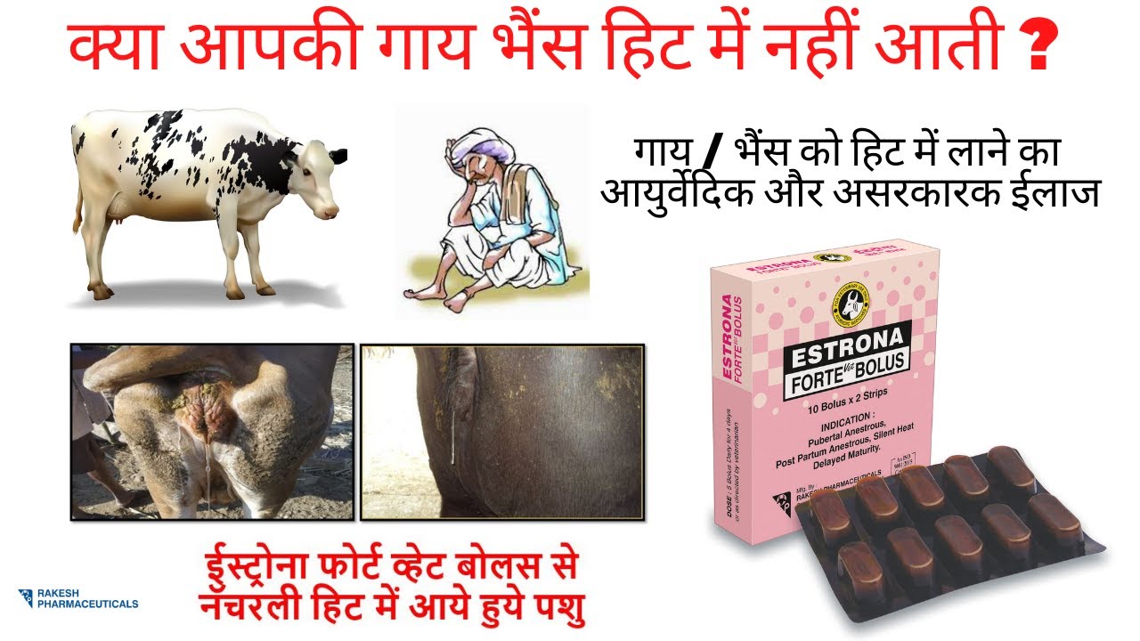 ESTRONA FORTE VET BOLUS ll गाय भैसो में बांझपण कि समस्या के कारण और ...