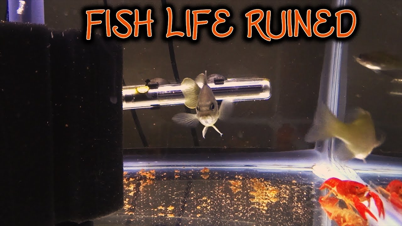 I ruined the life of these fish. Please forgive me. - YouTube