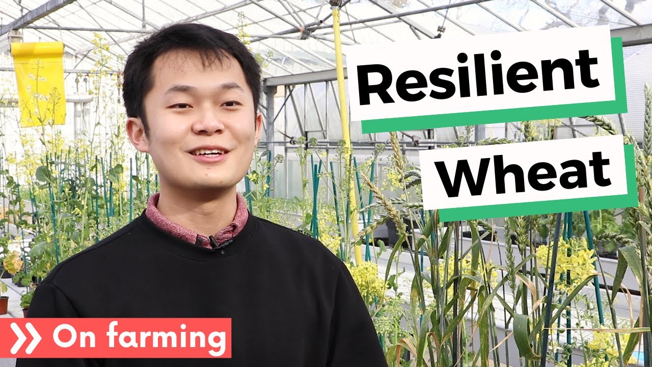 Gene Editing | Making Resilient Wheat - YouTube