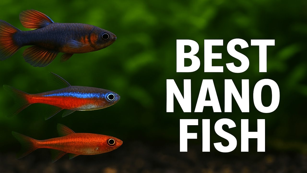 Top 5 Best Nano Fish for Small Tanks | Nano Fish You Should Get for ...