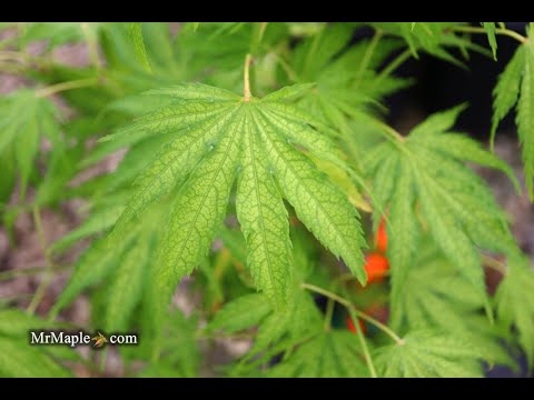 Acer palmatum 'Tiger Rose' Variegated Tiger Rose Japanese Maple - YouTube