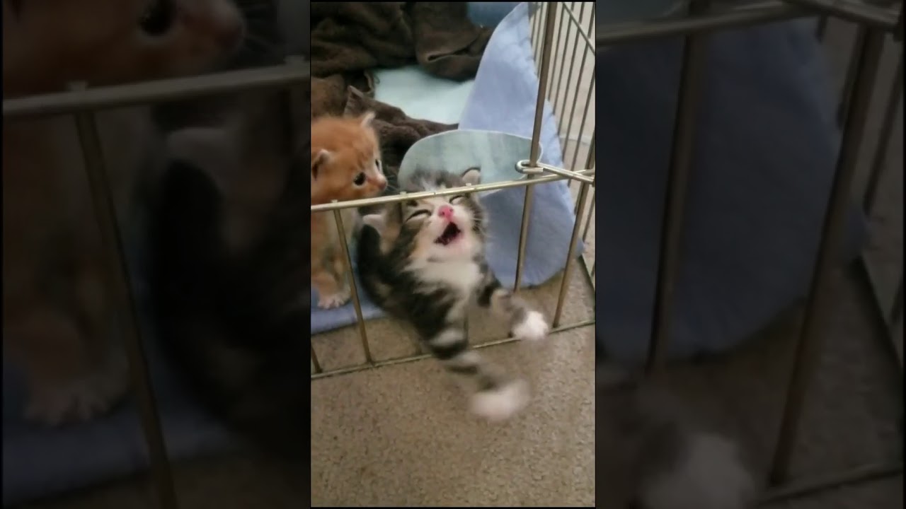 Sweat cat 😁 - YouTube