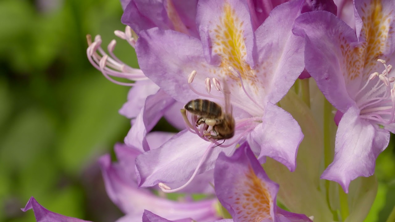 Inilah Cara Lebah Mengambil atau menghisap sari Bunga - Keajaiban Lebah ...