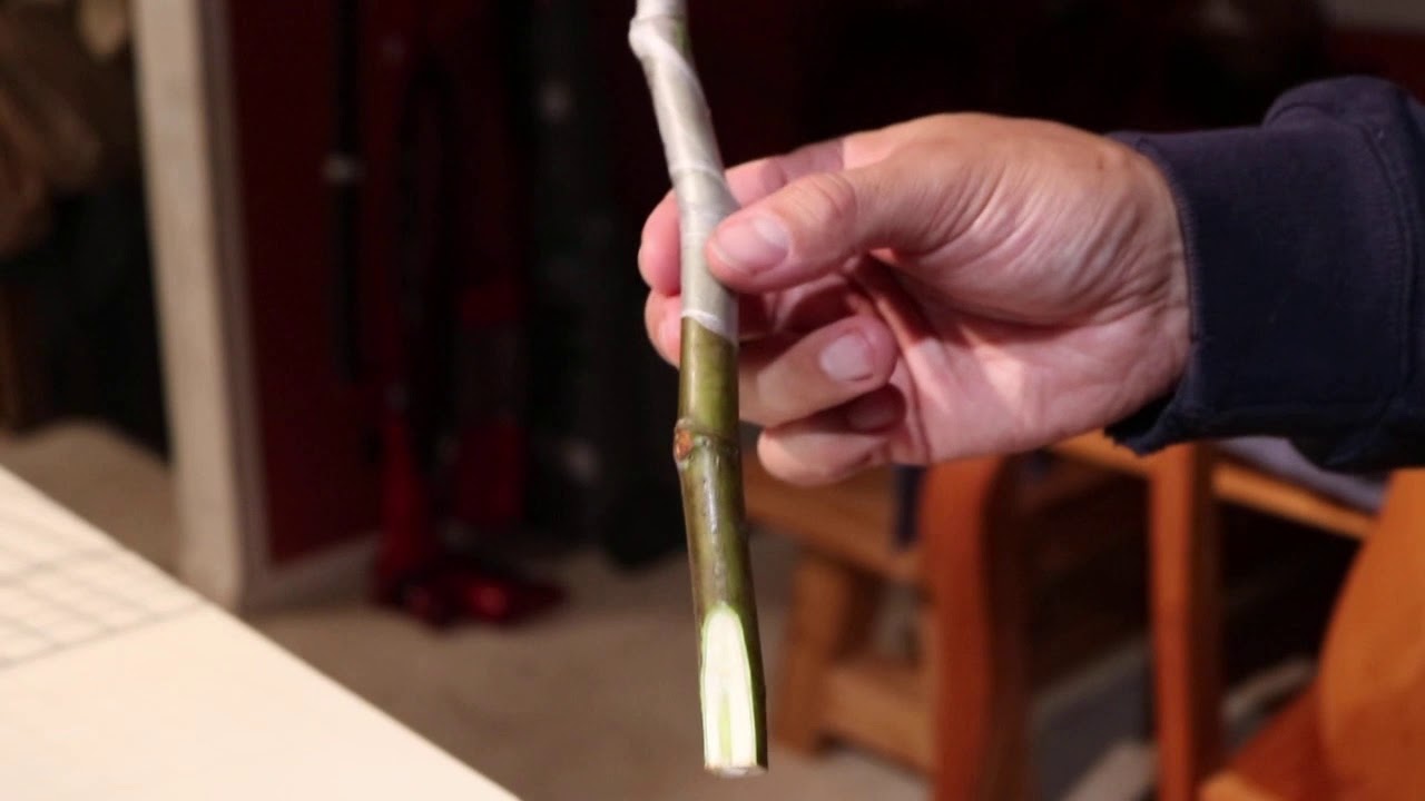 Anatomy of a Fig Cutting - YouTube