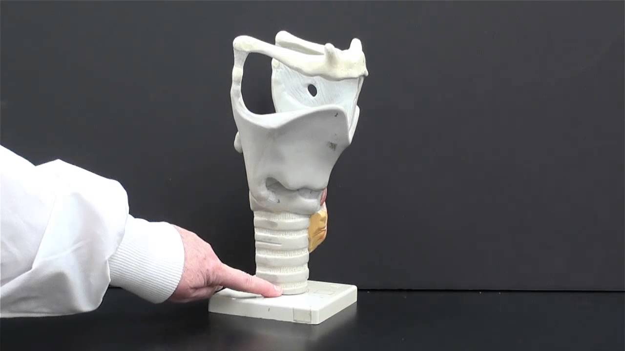 gross anatomy of the human larynx - YouTube