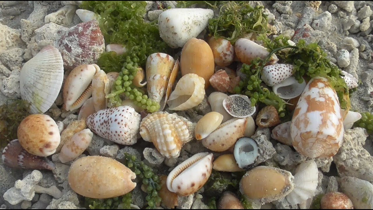 Fun trip to explore more sea shell collection points - YouTube