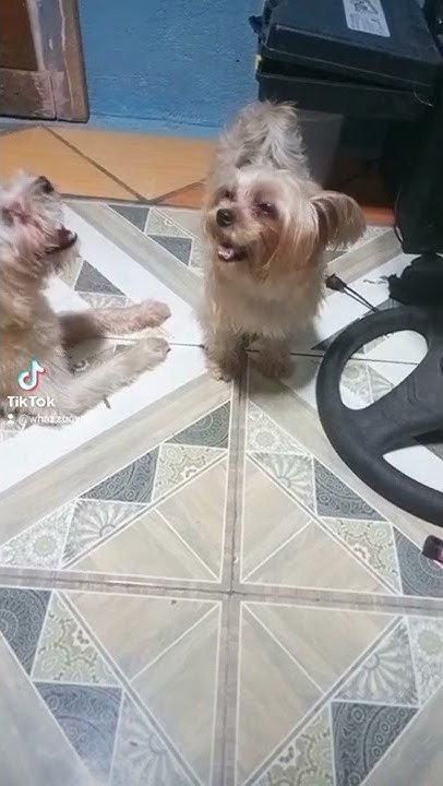 Peachie and Coycoy😍 - YouTube