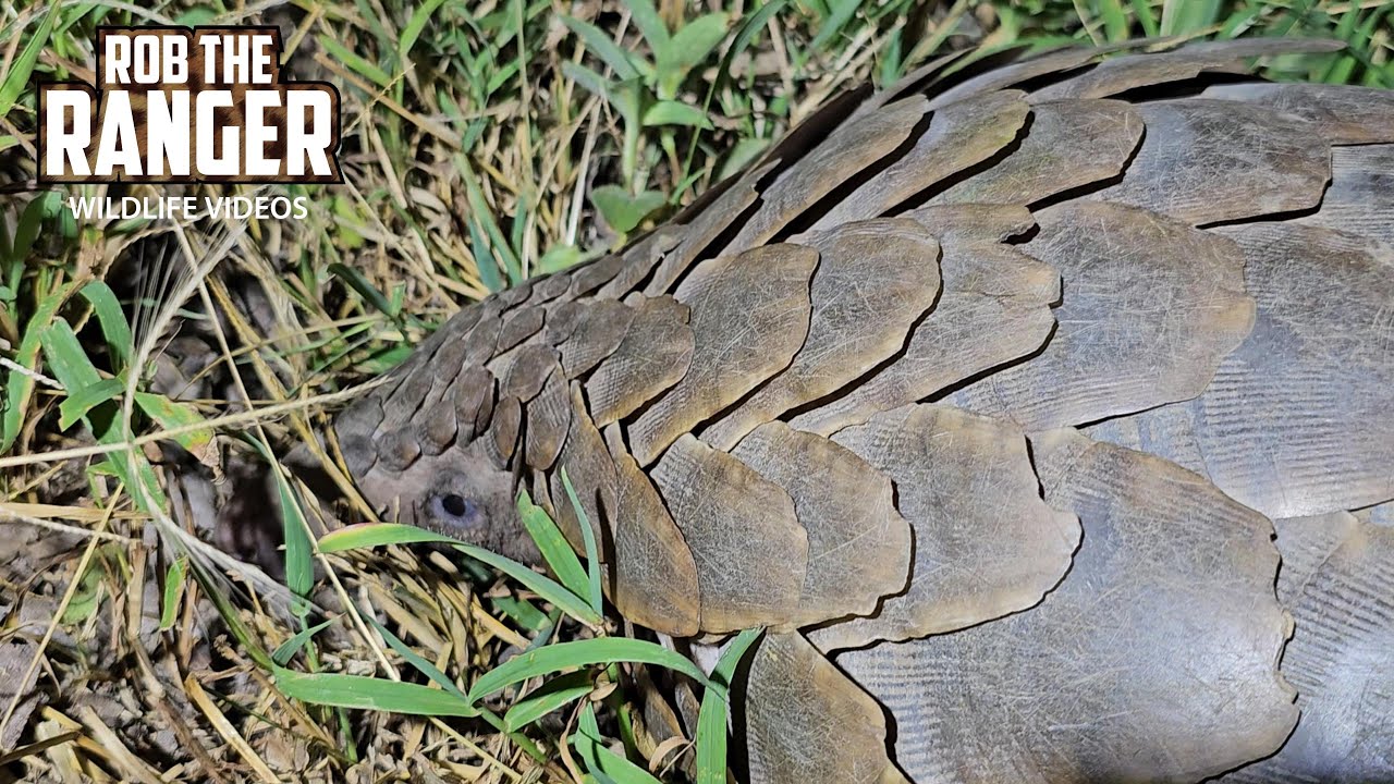 Pangolin (Scaly Anteater) Spotted At Night! | Rare And Endangered ...
