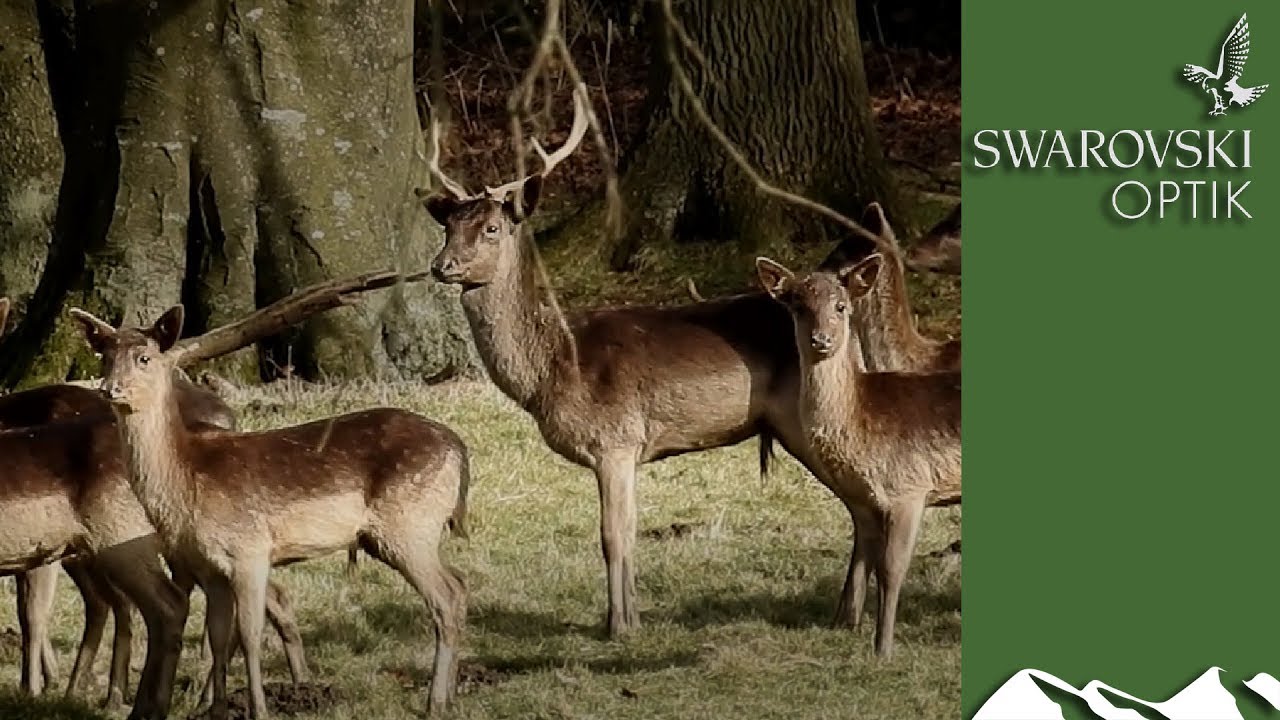 A Year in the Life of Fallow Deer, part 3 - YouTube