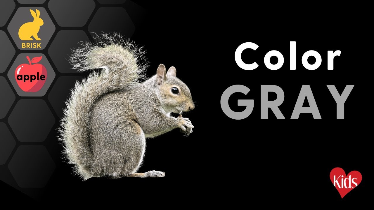 Learn About the Color GRAY! Special Needs Kindergarten Early Education ...