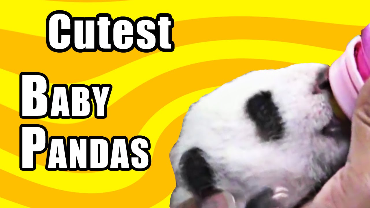 Baby pandas drinking milk and going down a slide - YouTube