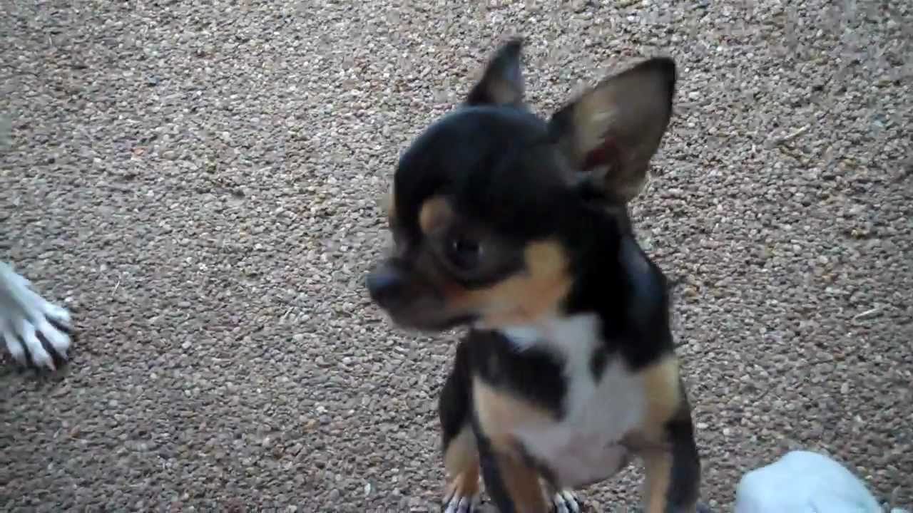 Talking dog chihuahua Boo Boo - YouTube