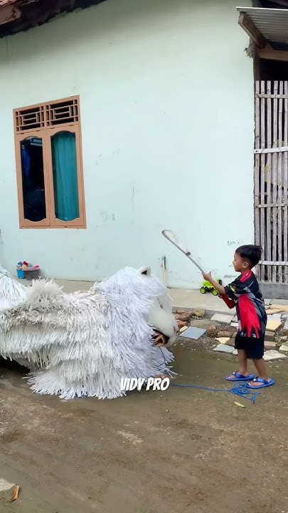 Bocil ngamuk karena can macanan ga mau masuk kandang - YouTube