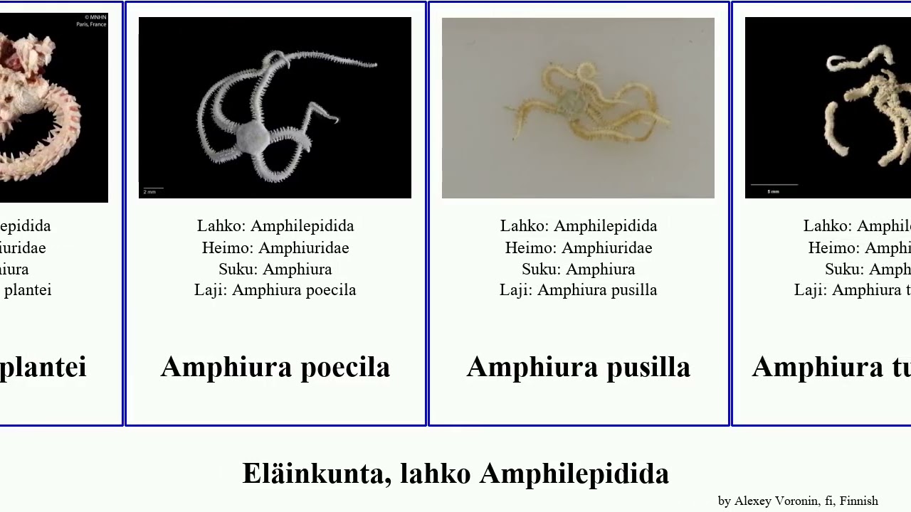 Eläinkunta, lahko Amphilepidida amphiura ophiothrix amphioplus miles ...