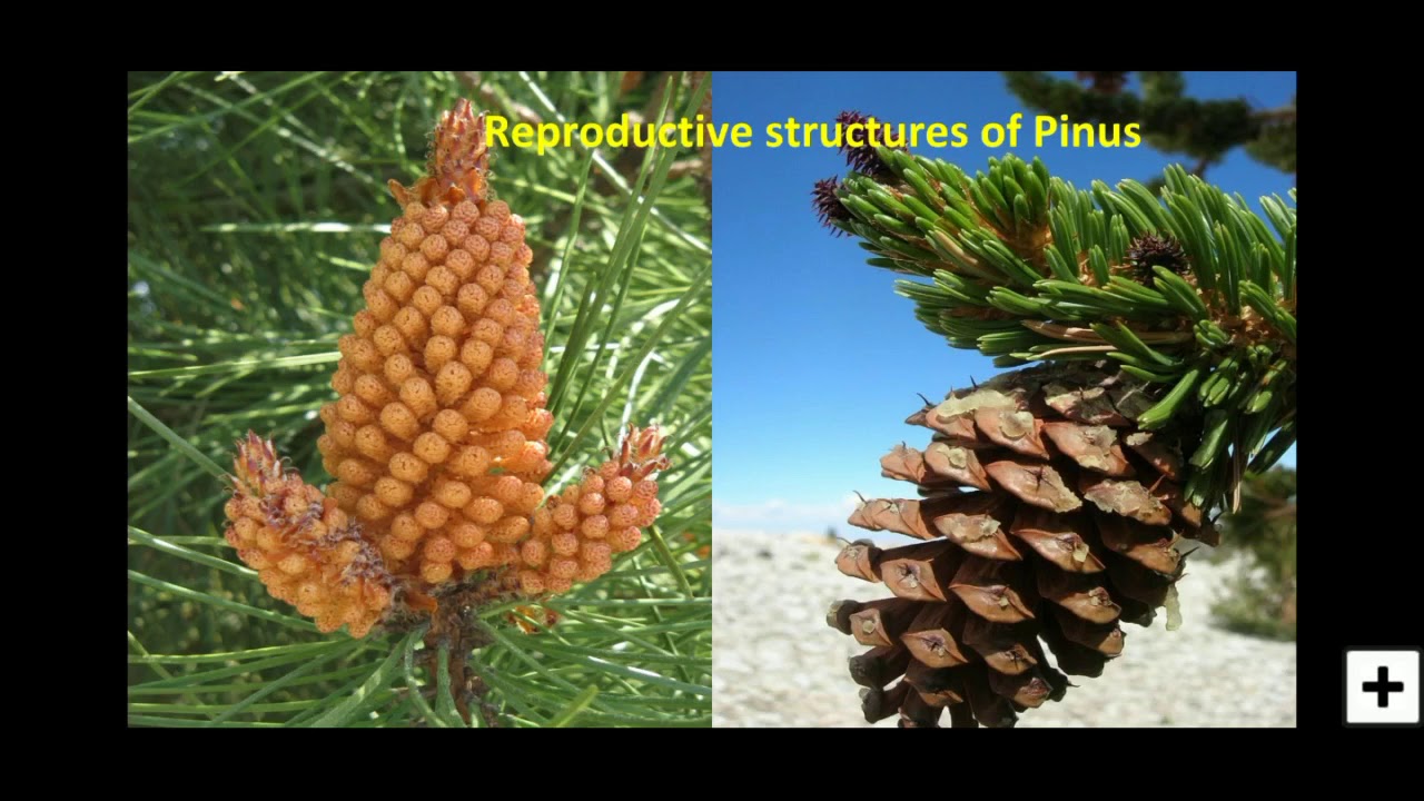 Reproductive Structures Of Pinus - YouTube
