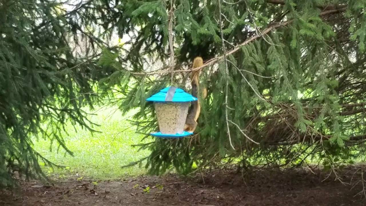 Welcome Back Squirrel - YouTube