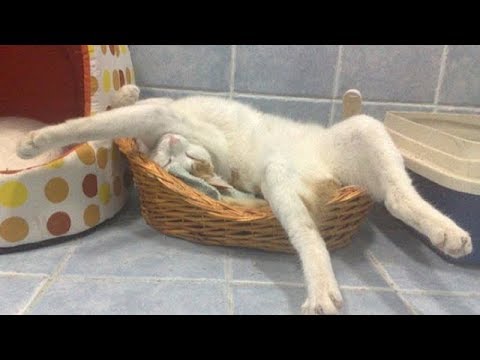 TIME to LAUGH out loud! - Funny CAT compilation - YouTube