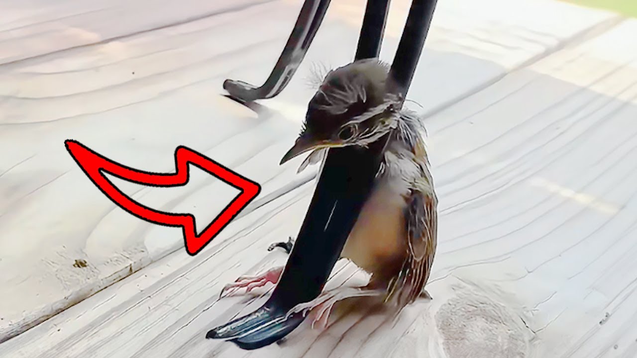 She Saved a Trapped Bird, and What Happened Next Was Truly Beautiful ...