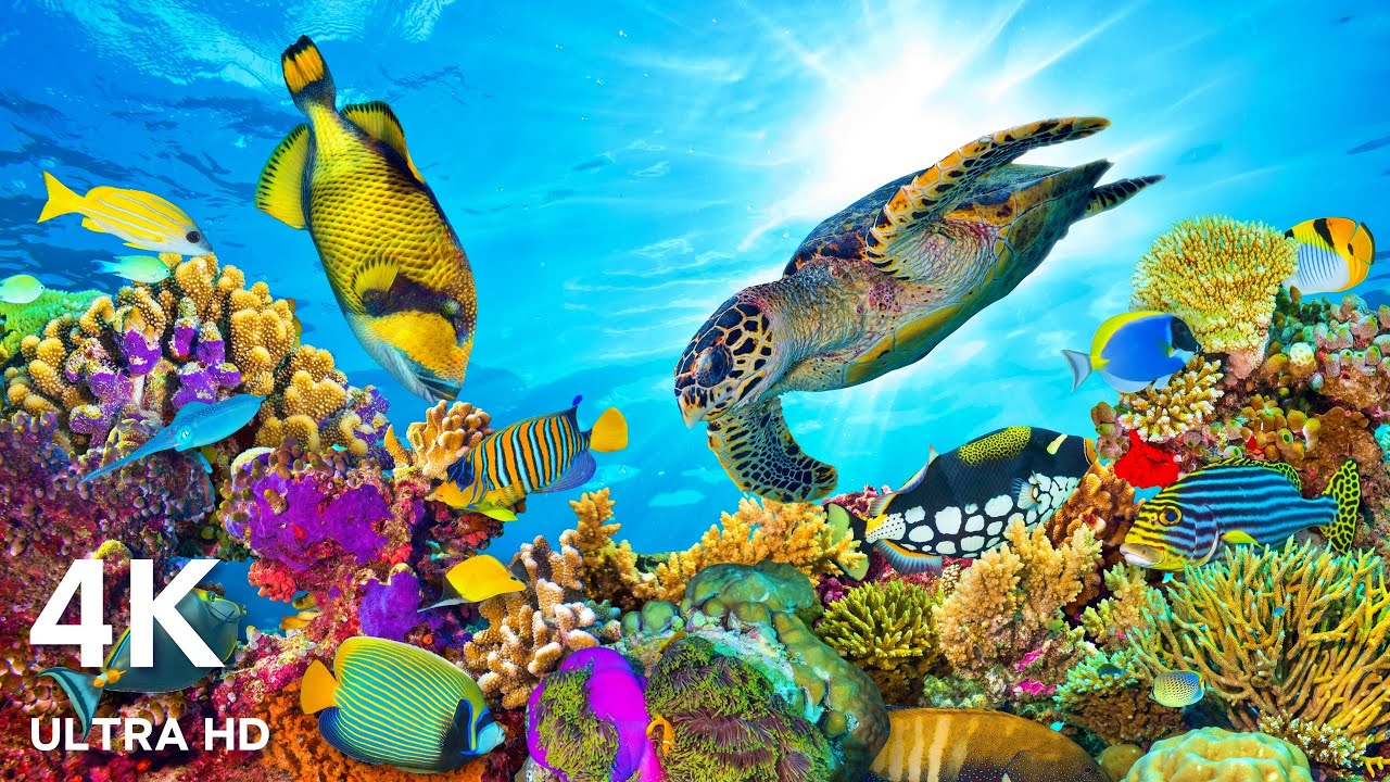 The Best 4K Ocean for Relaxation 🐠 Sea Animals With Calming Music ...