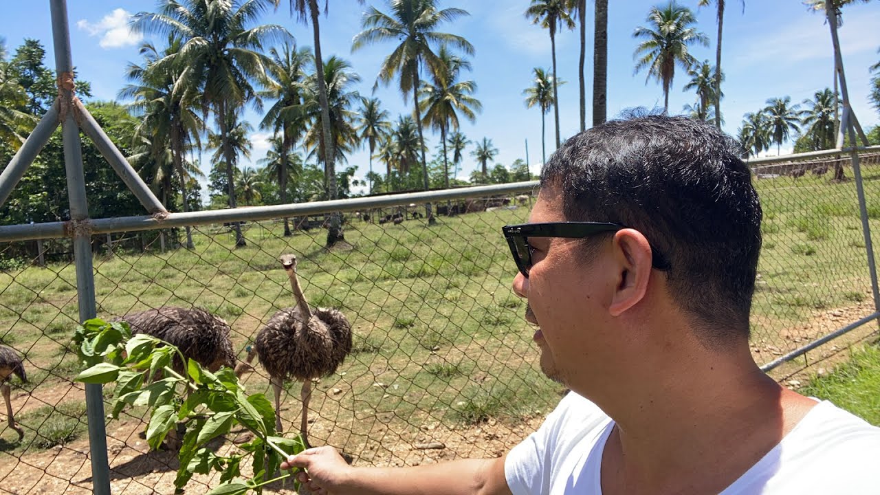 Biggest ostrich farm in Philippines | BOBBY DRAPIZA - YouTube