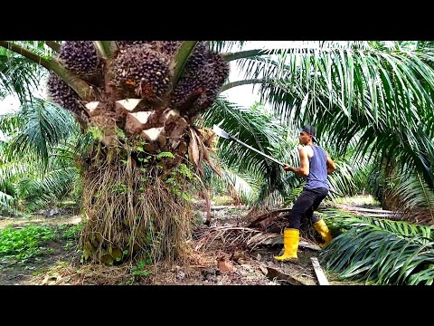 Hajar terus‼️kebun ini tidak di ragukan lagi buah nya super besar padat|panen sawit yangambi
