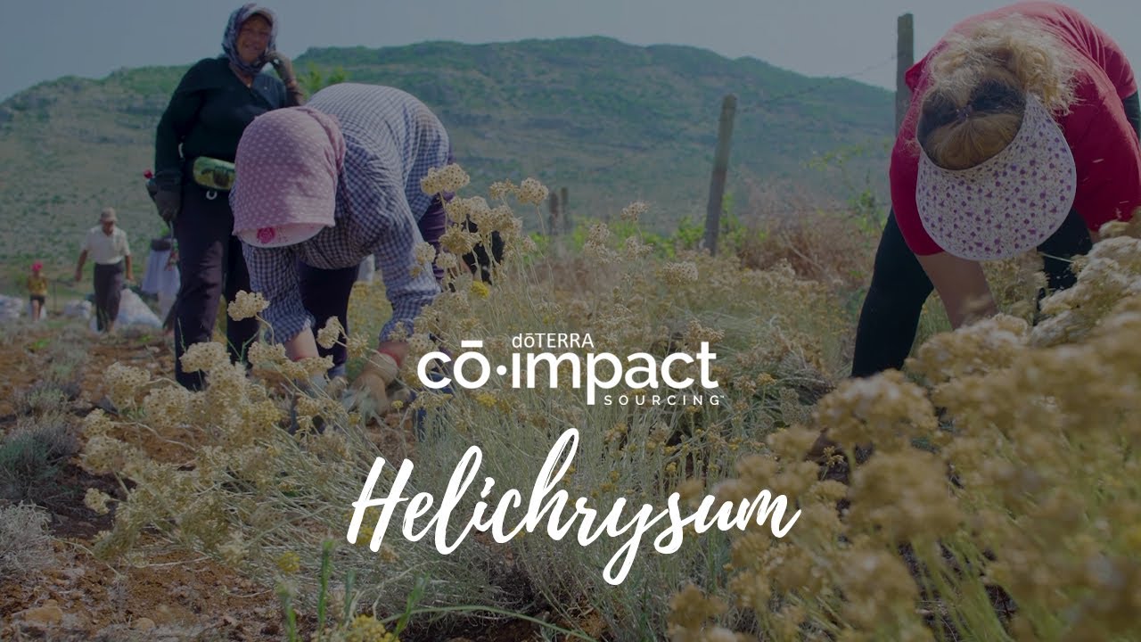 Co-Impact Sourcing: Helichrysum - YouTube