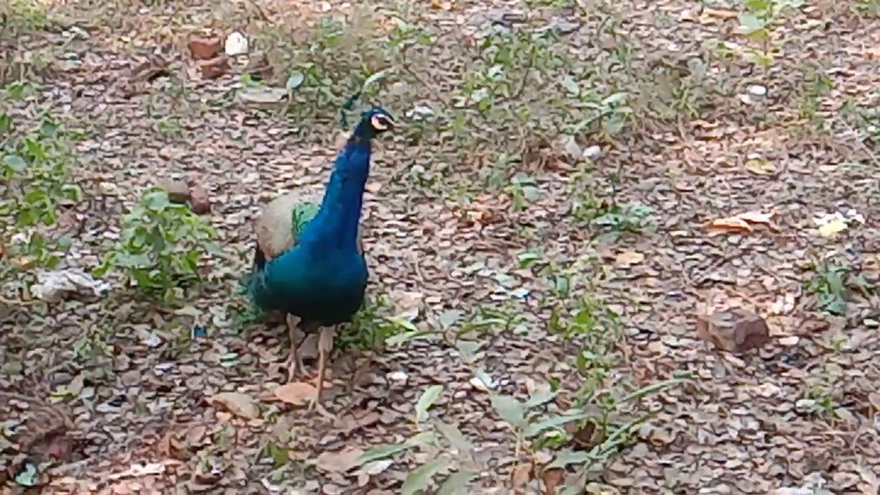 Peacock at New Delhi - YouTube