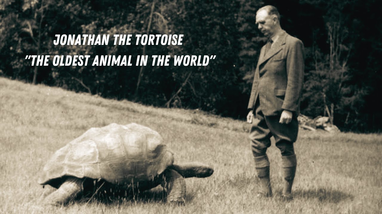 Jonathan the Tortoise "The Oldest Animal In The World" Just Turned 191 ...