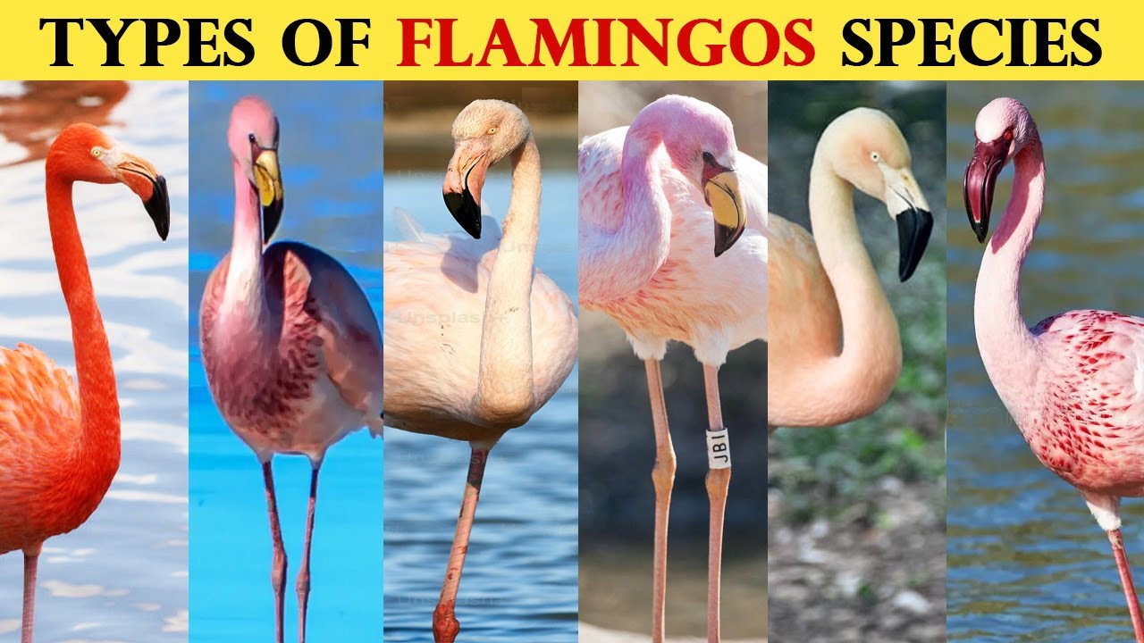 All Types of Flamingo Species - YouTube
