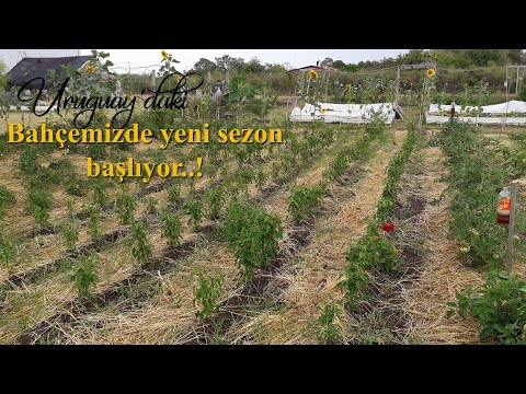 Bahçemizde yeni sezon ekim-dikim işleri #Uruguay