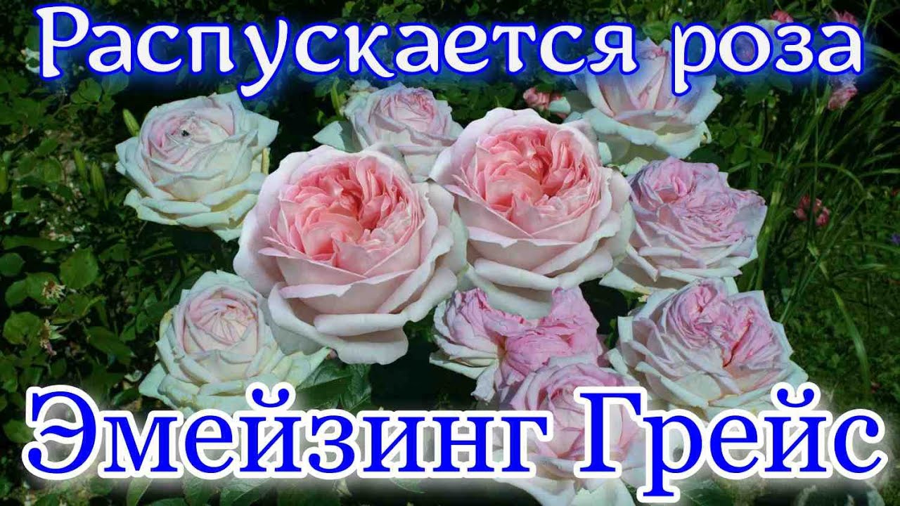 Как распускается роза Эмейзинг Грейс - Amazing Grace (Anne G. Cocker ...