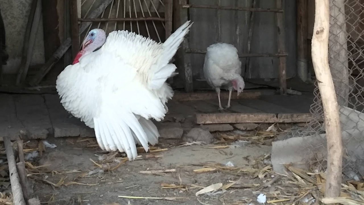 White Turkey - YouTube