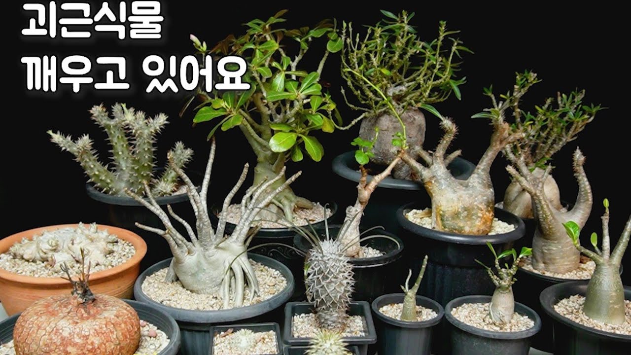 괴근(코덱스) 식물 깨우고 있어요. 겨울 단수 후 상태, 물 주기, Caudex plants - YouTube