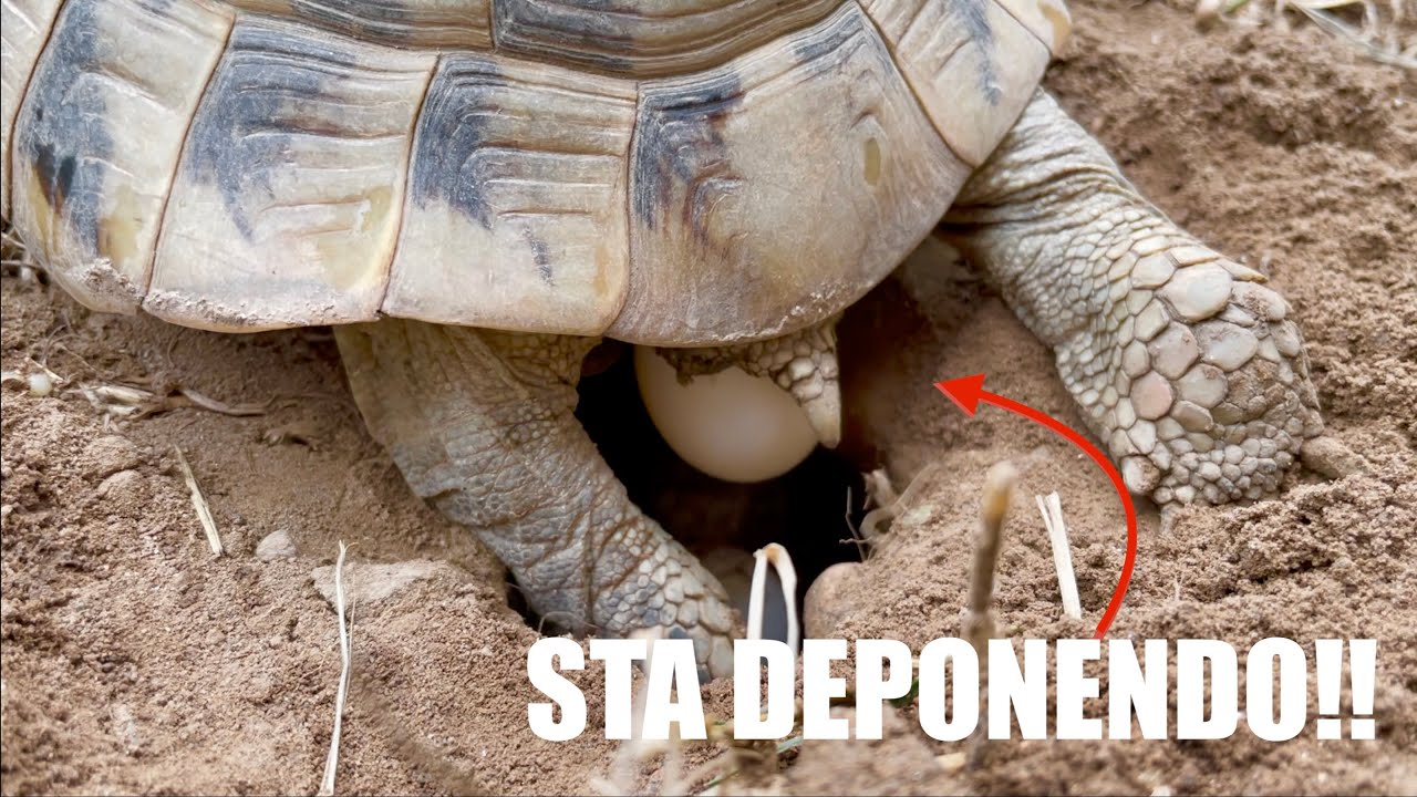 TARTARUGA DI TERRA Depone le UOVA! | *Undici Giga* - YouTube