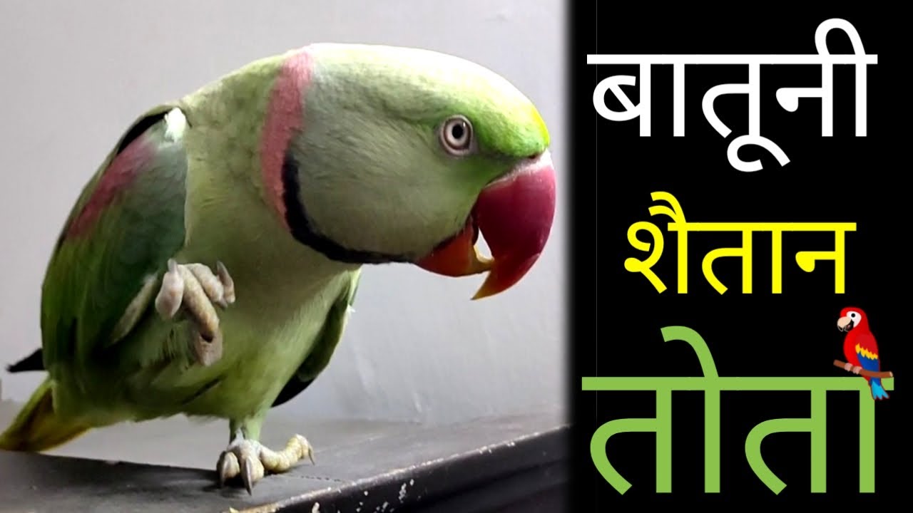 Parrot talking Parrot - ऐसा बातूनी तोता नहीं देखा होगा -Best Talking ...