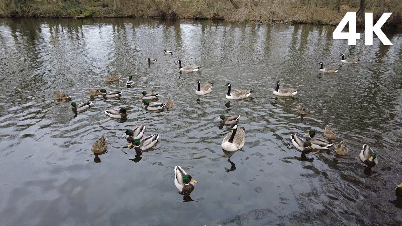 Getting swarmed by ducks during a walk at the park (Nature Visualizer ...