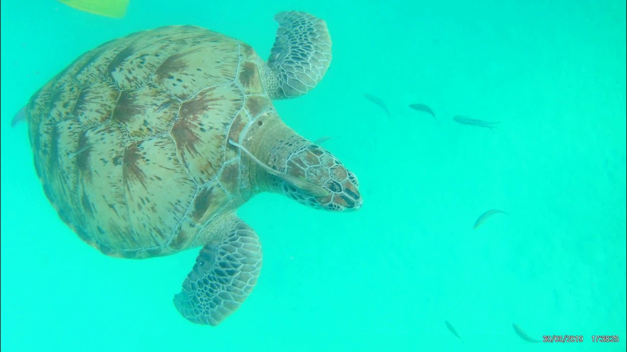Redang Island May 2019 Snorkeling with turtle - YouTube